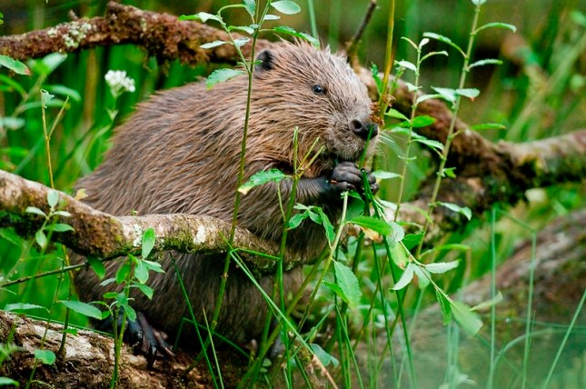 The Devon Beavers: Brave New World? | Pete Cooper Wildlife