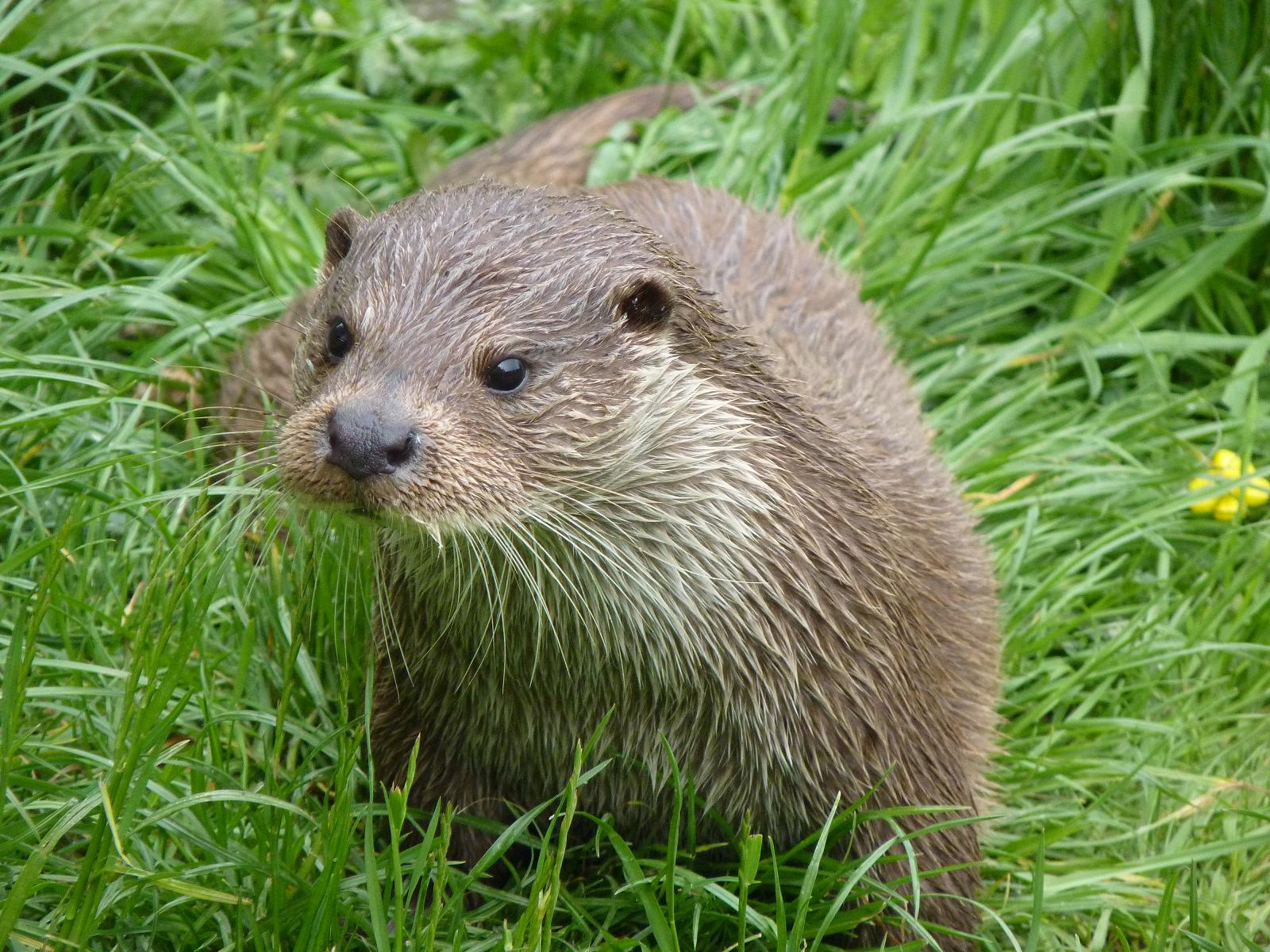 Pete Cooper Wildlife
