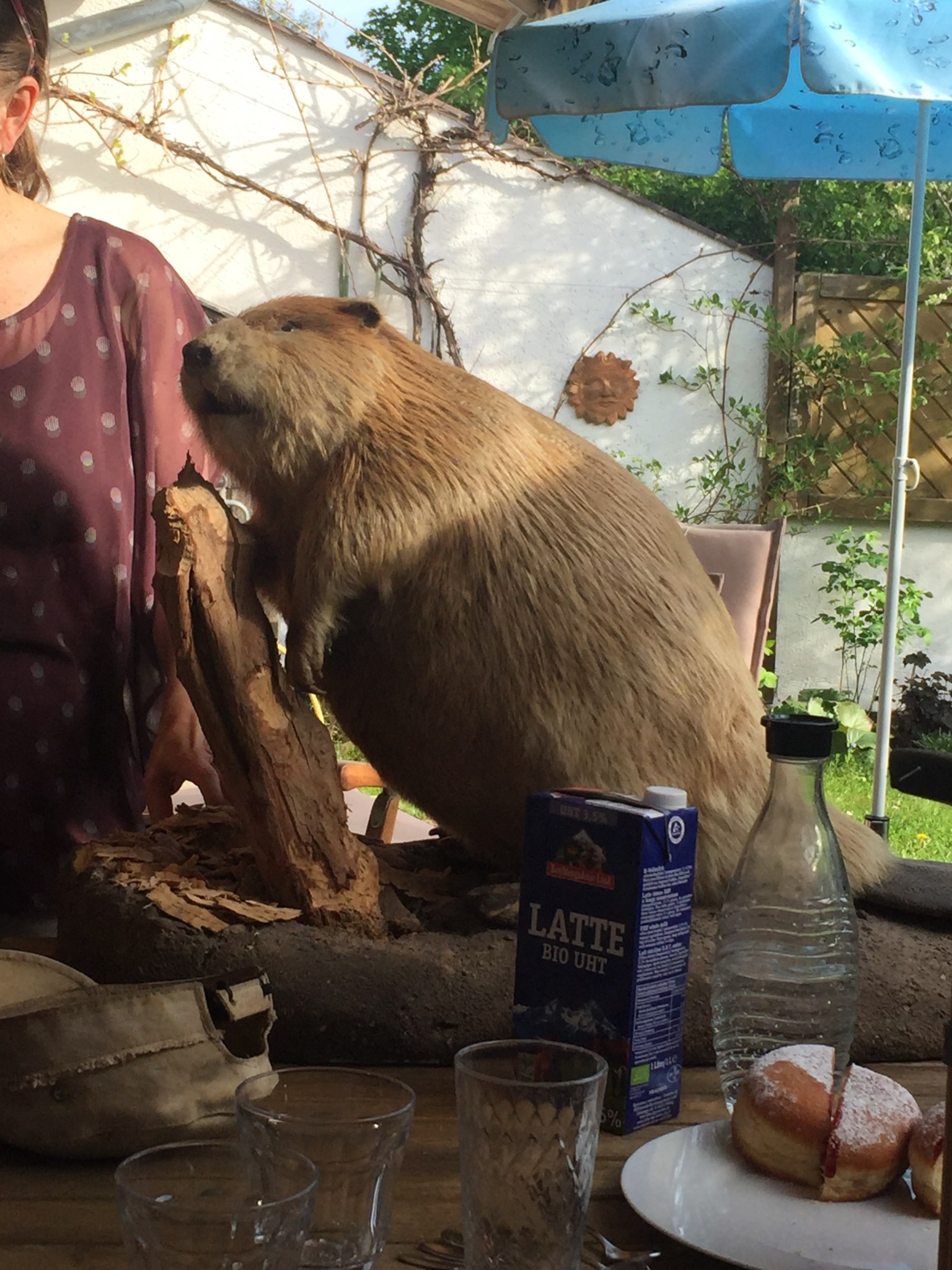 Nice (to live with) Beaver: Adventures in Bavaria | Pete Cooper Wildlife